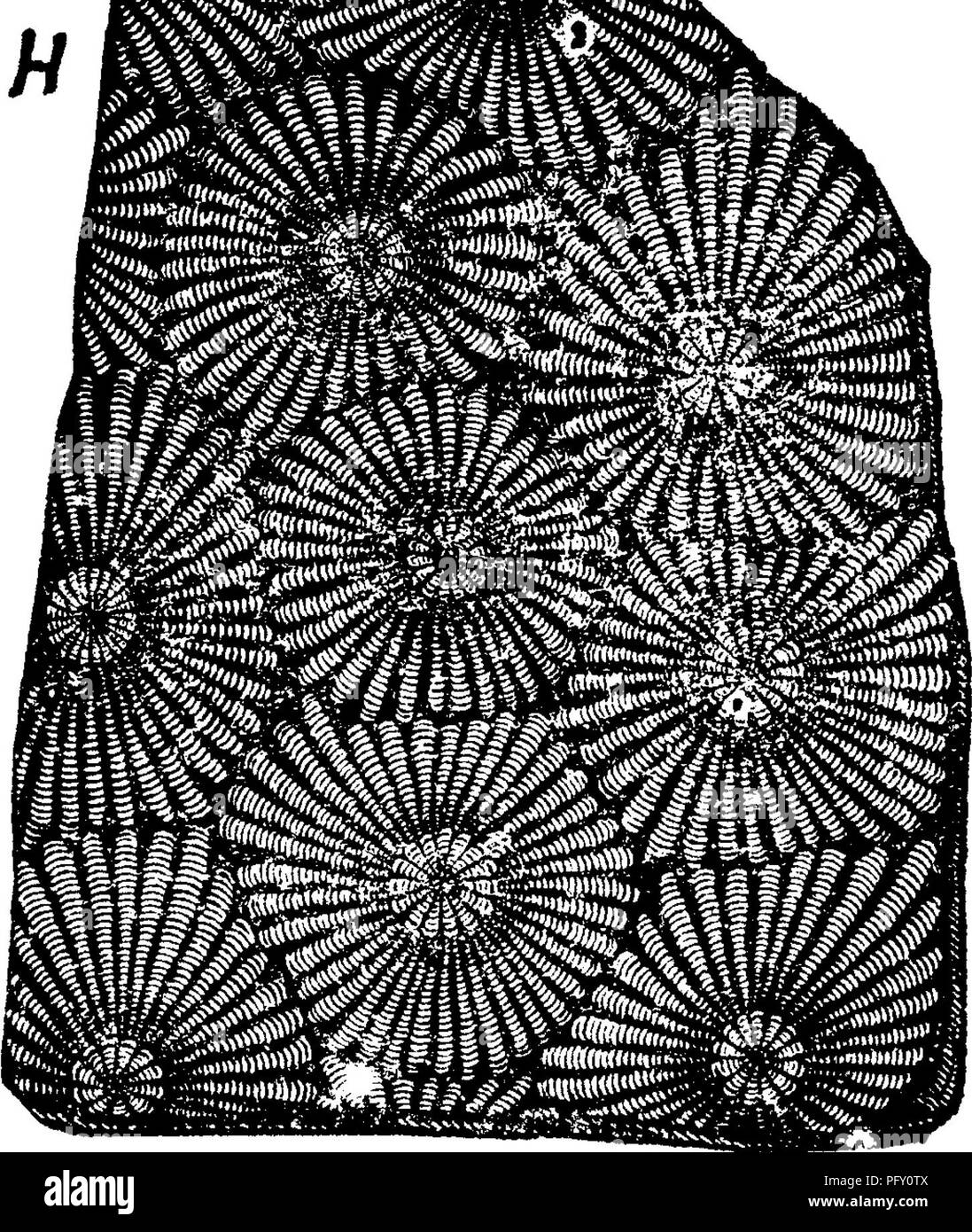 Cyathophyllum hi-res stock photography and images - Alamy