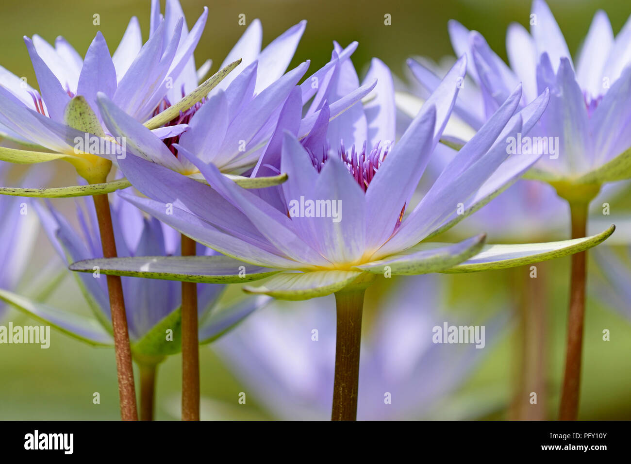 Cape blue water lilies (Nymphaea capensis), flowers, North Rhine ...