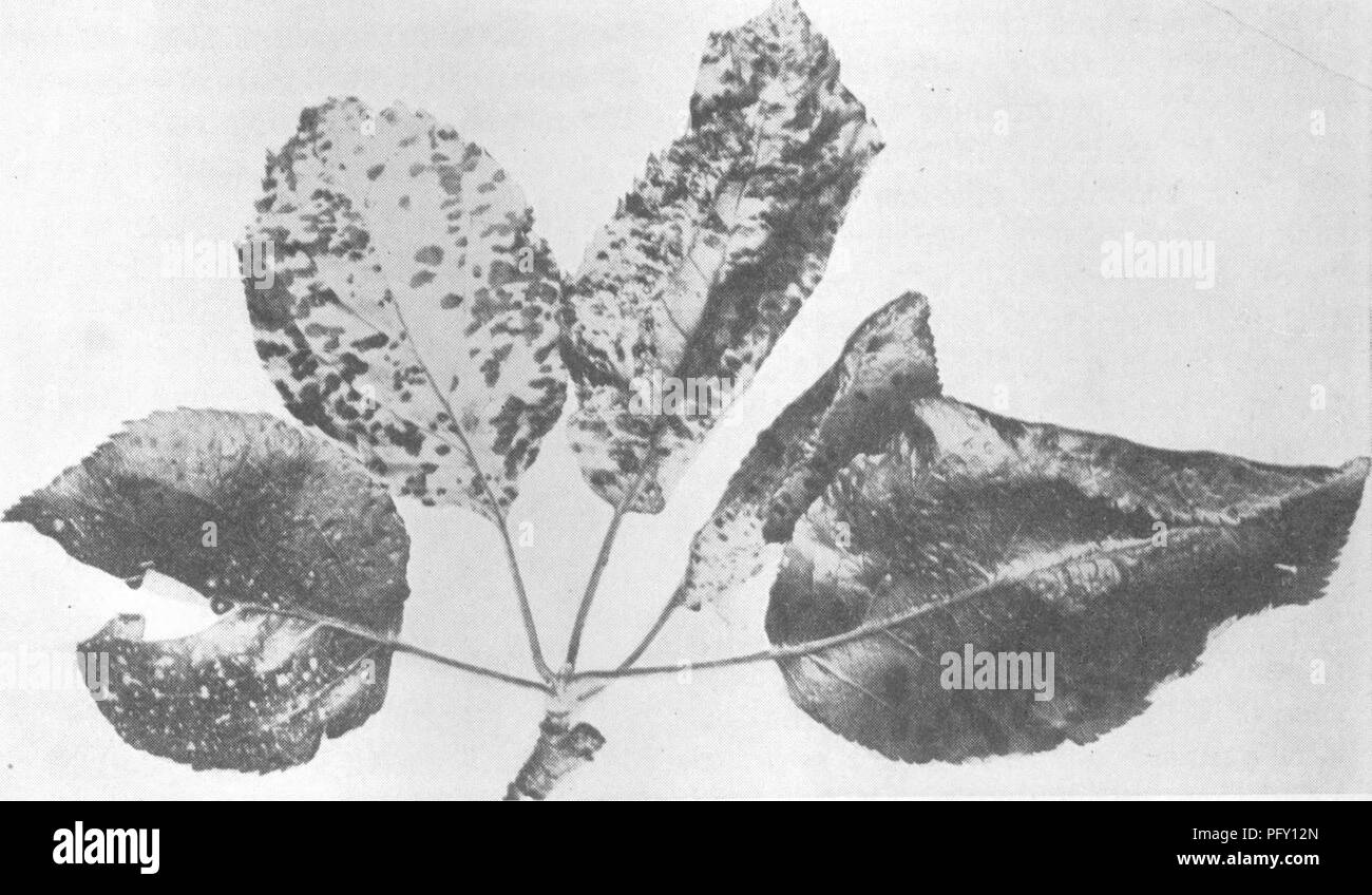 . The encyclopedia of practical horticulture; a reference system of ...