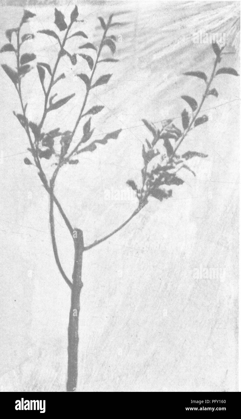 This 19th-century horticultural encyclopedia provides guidance on fruit ...