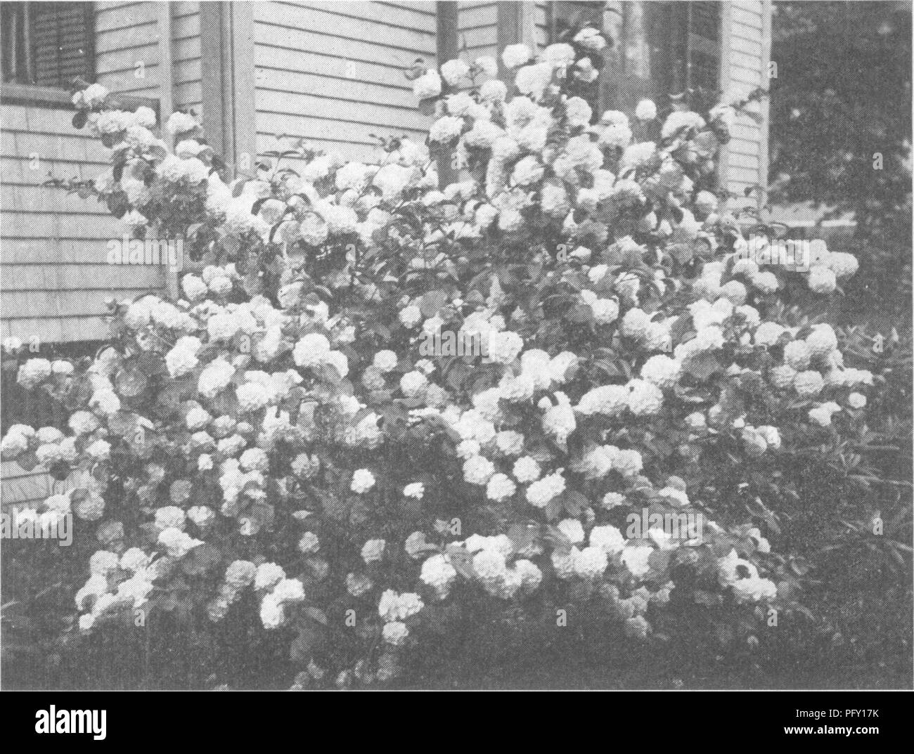 Trees covering a building Black and White Stock Photos & Images - Alamy