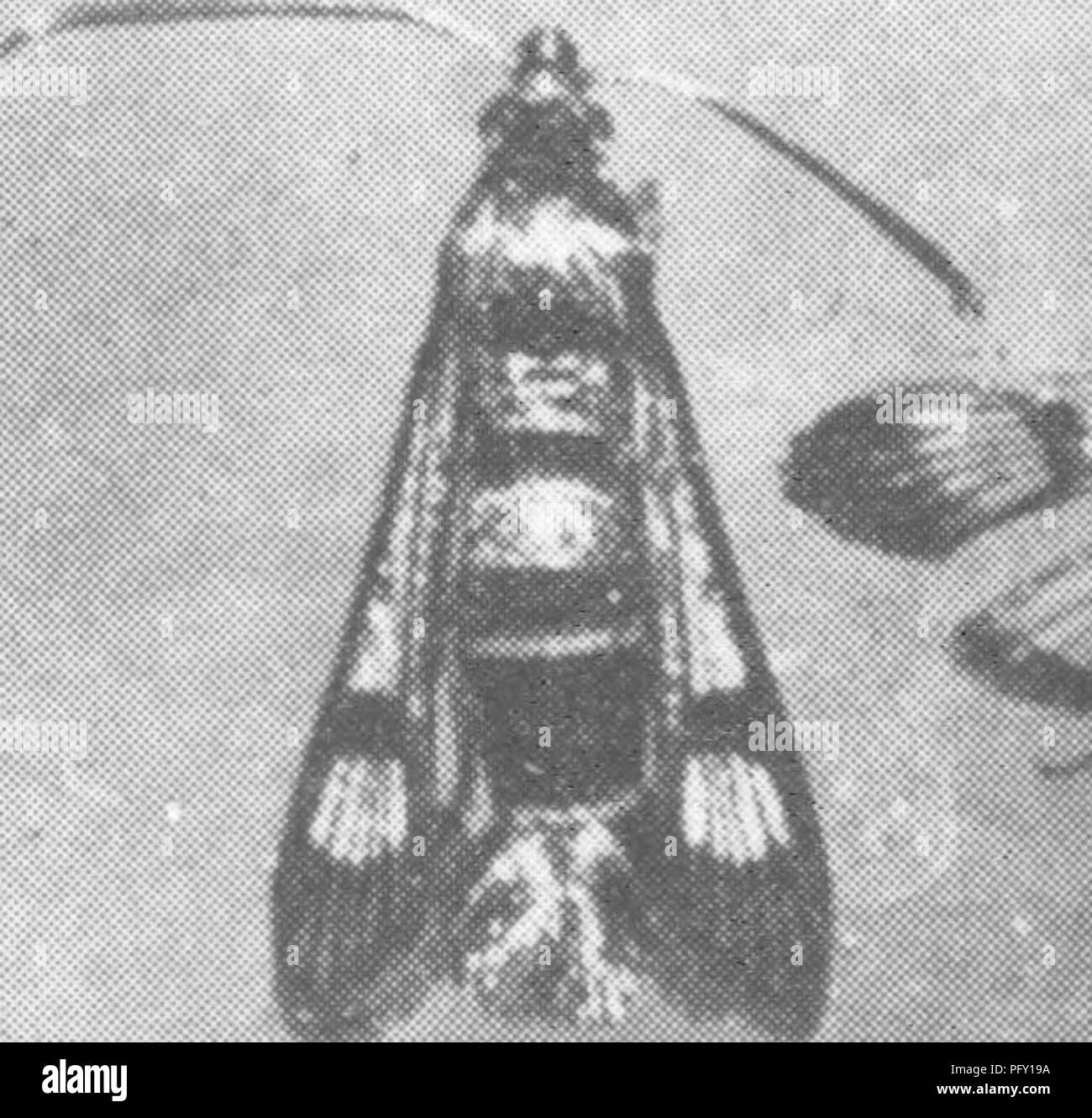 Encyclopedia Insect Encyclopedia Insect Pests High Resolution Stock ...