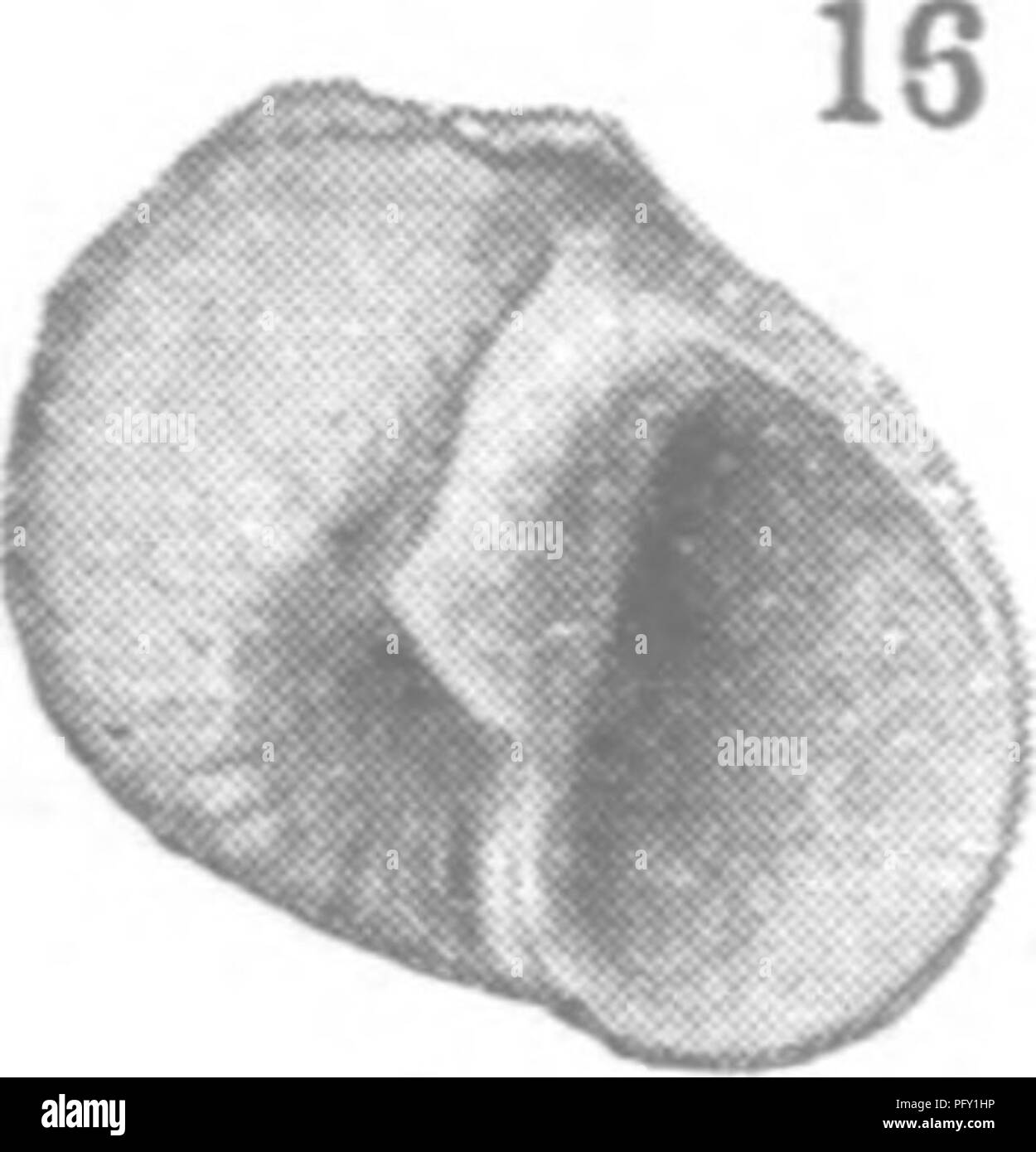 Formation of fossilized Black and White Stock Photos & Images - Alamy