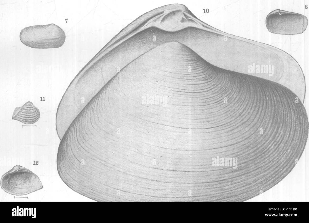 This image is part of a paleontological study on fossil mollusks and ...