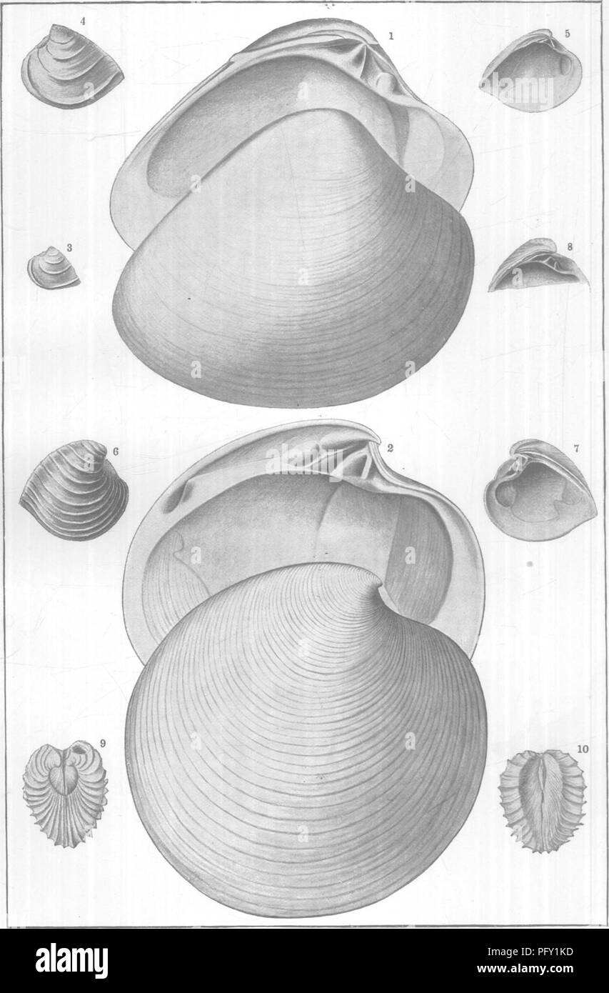 This image shows fossilized specimens of mollusks and crustaceans from ...