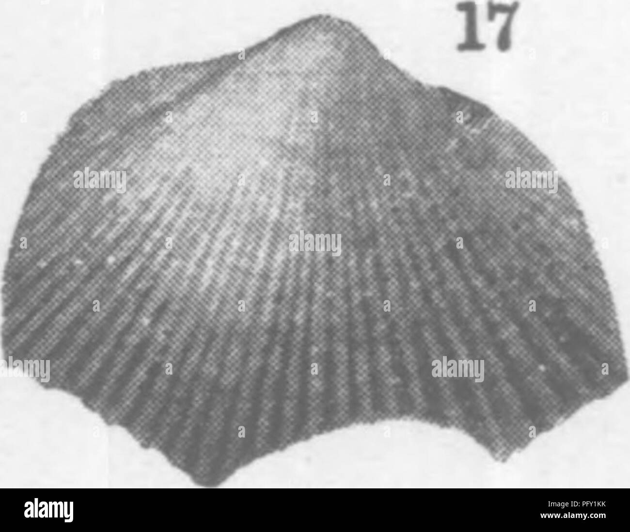 This paleontological study explores the fossilized remains of mollusks ...