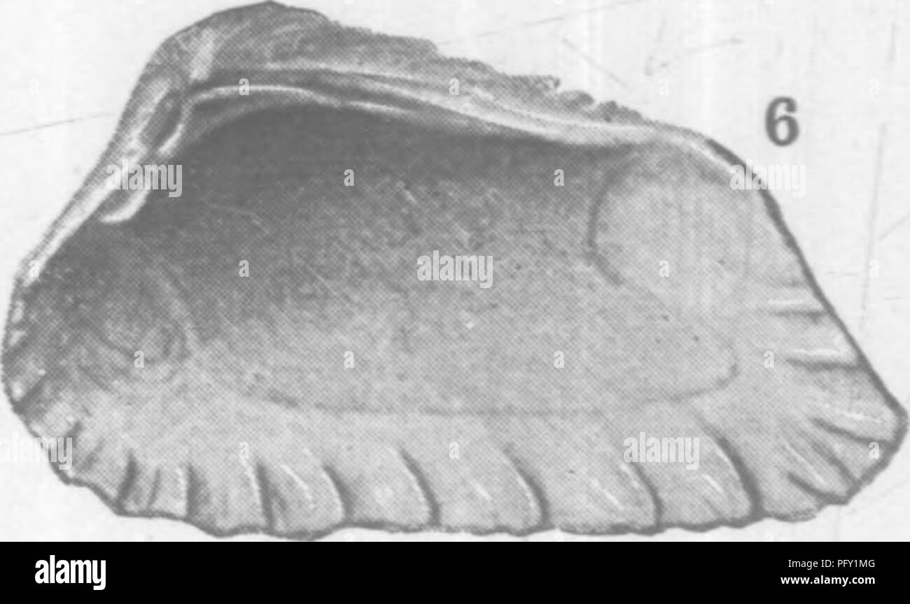 This paleontological study examines the fossilized mollusks and ...