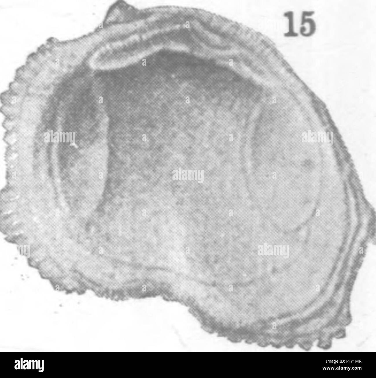Miocene epoch fossils Black and White Stock Photos & Images - Alamy