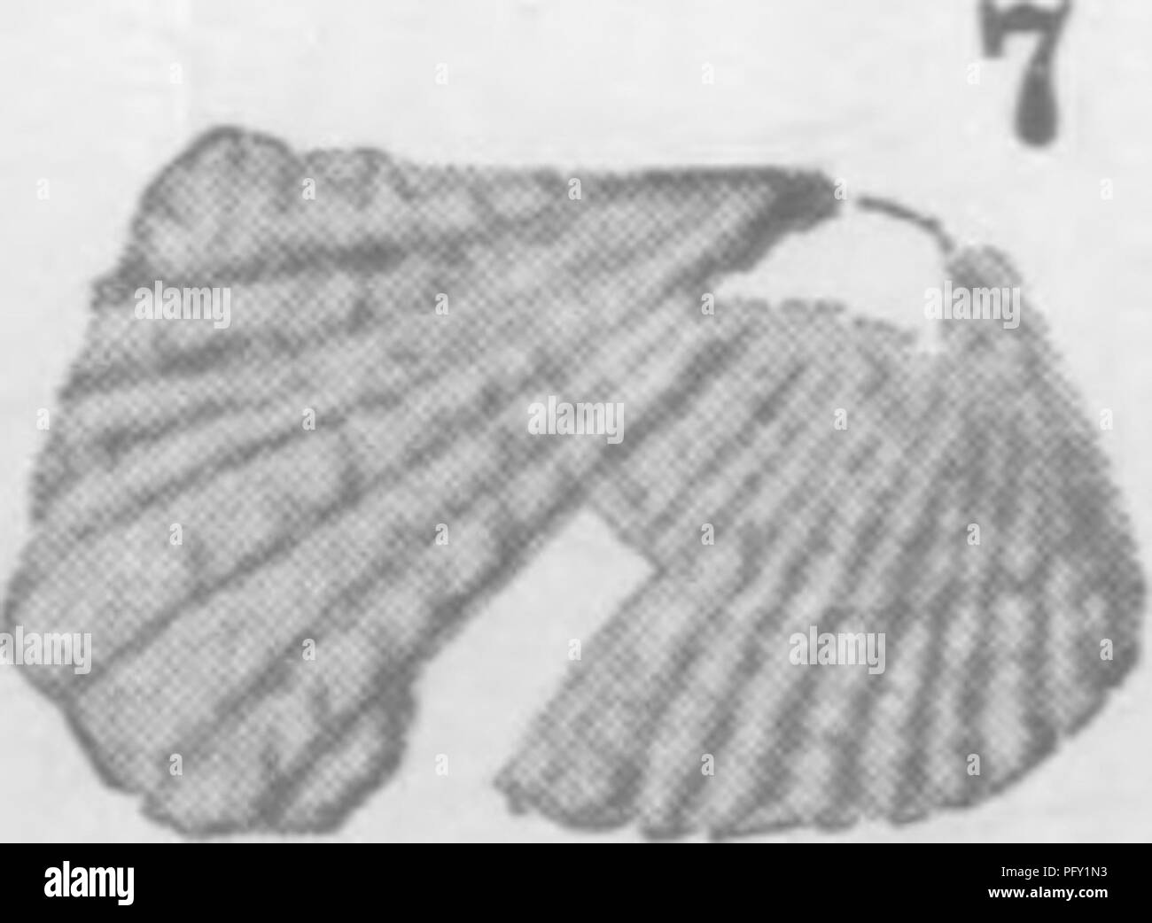 This image shows fossil mollusks and crustaceans from the Miocene ...