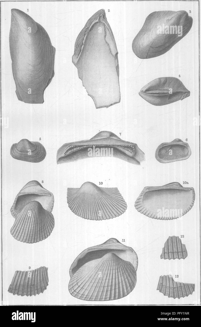 New species marine crustacean Black and White Stock Photos & Images - Alamy