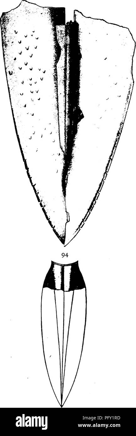An in-depth study of the Eurypterida, a group of extinct arthropods ...