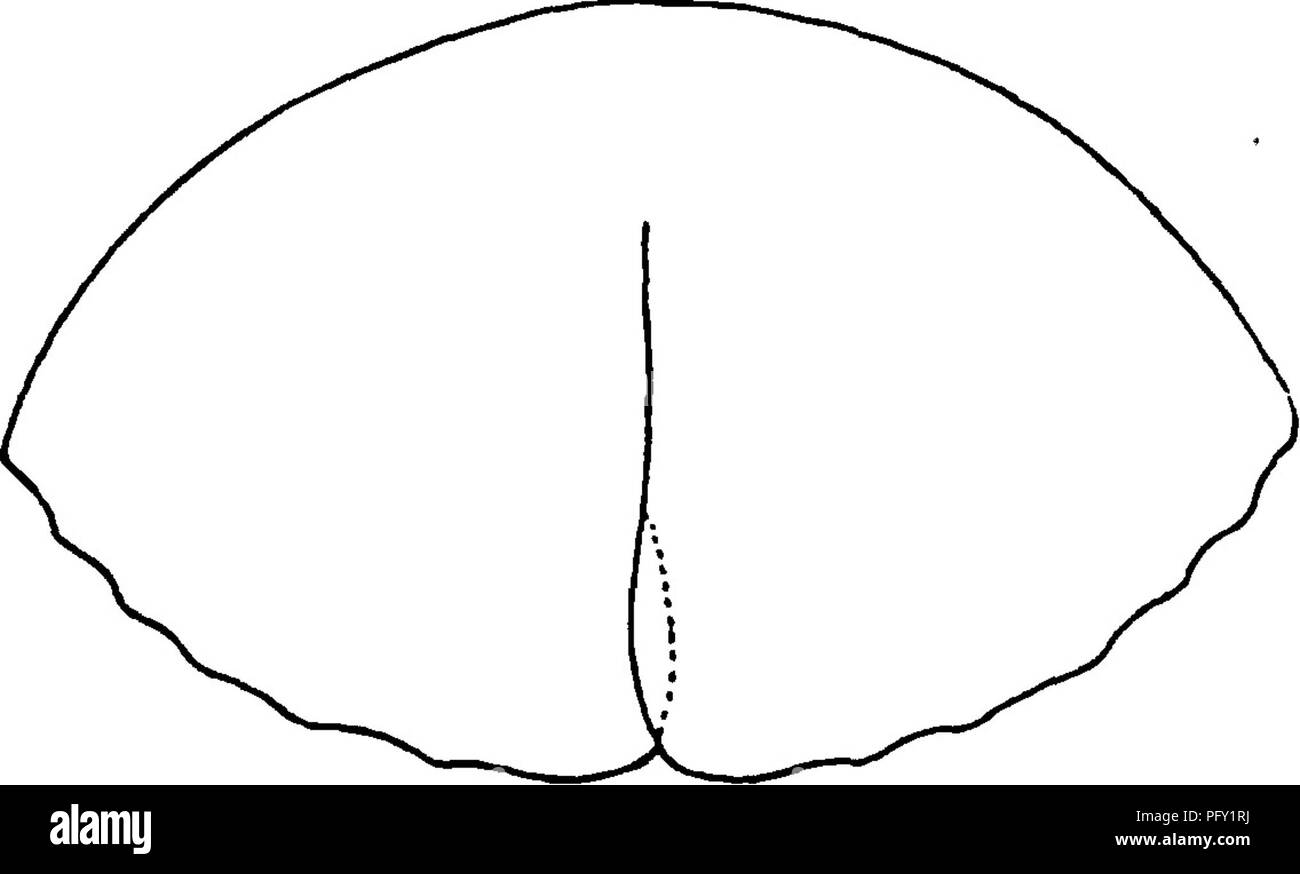 Pterygotus hi-res stock photography and images - Alamy