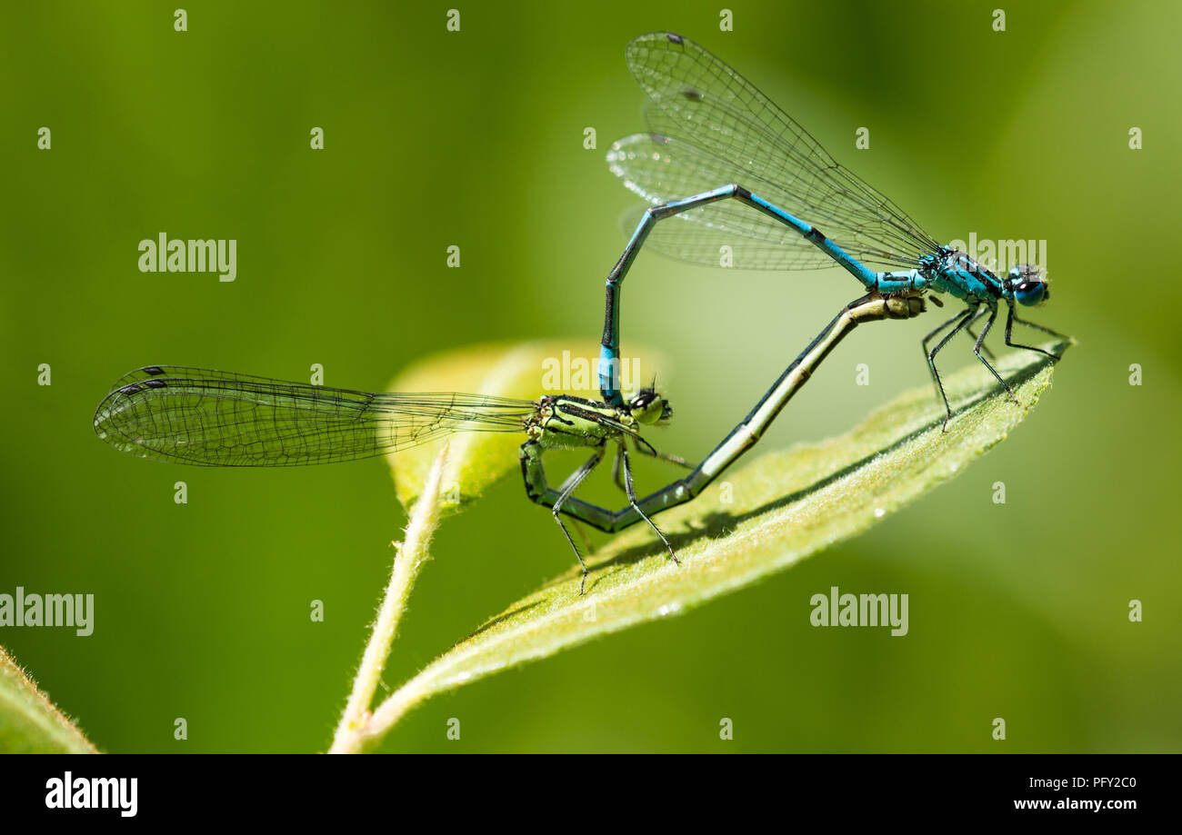Male and Female Common Blue Damselfly mating on a leaf at the side of a ...