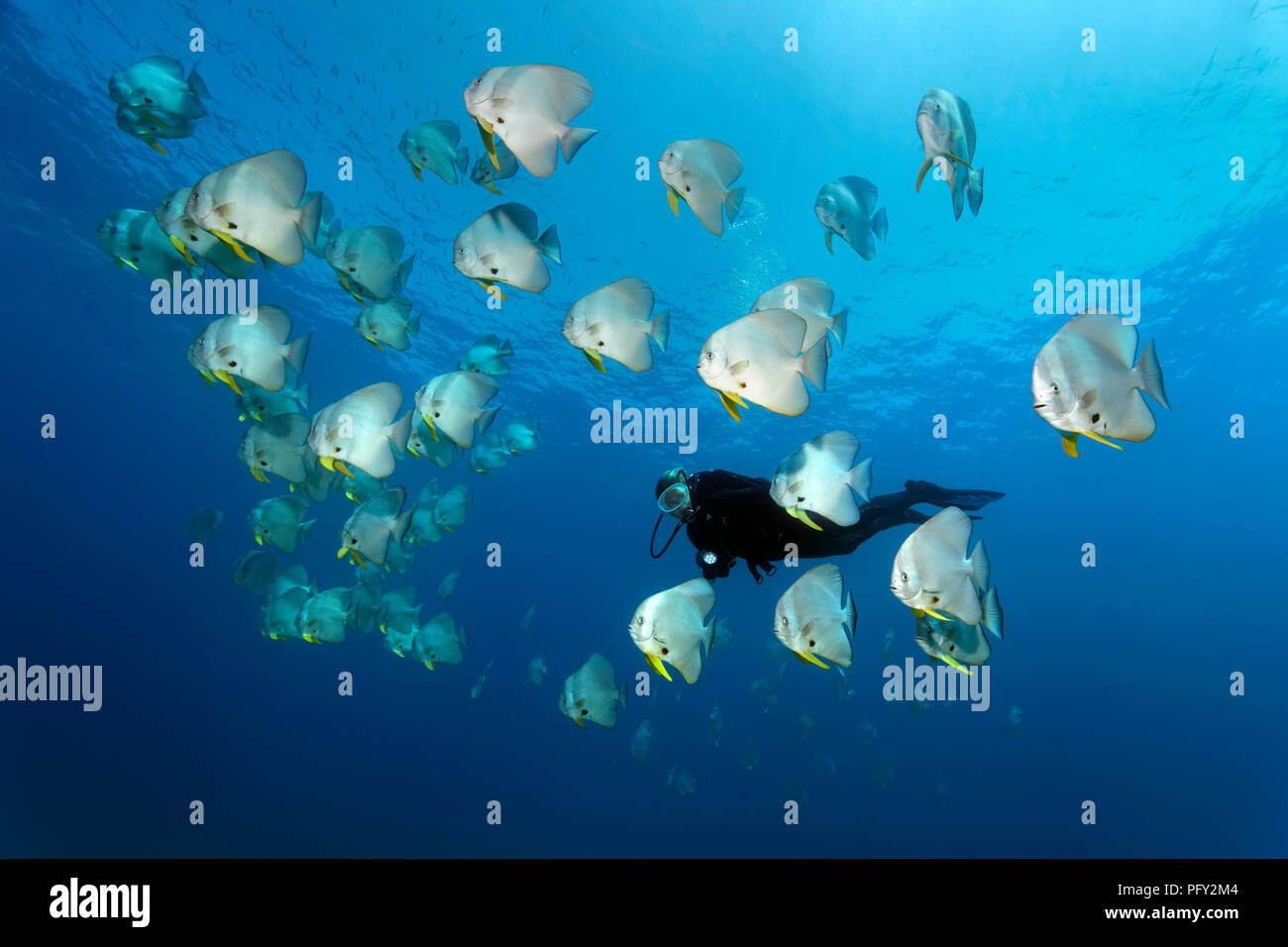 Diver observes swarm Longfin Batfishes (Platax teira), swimming in open ...