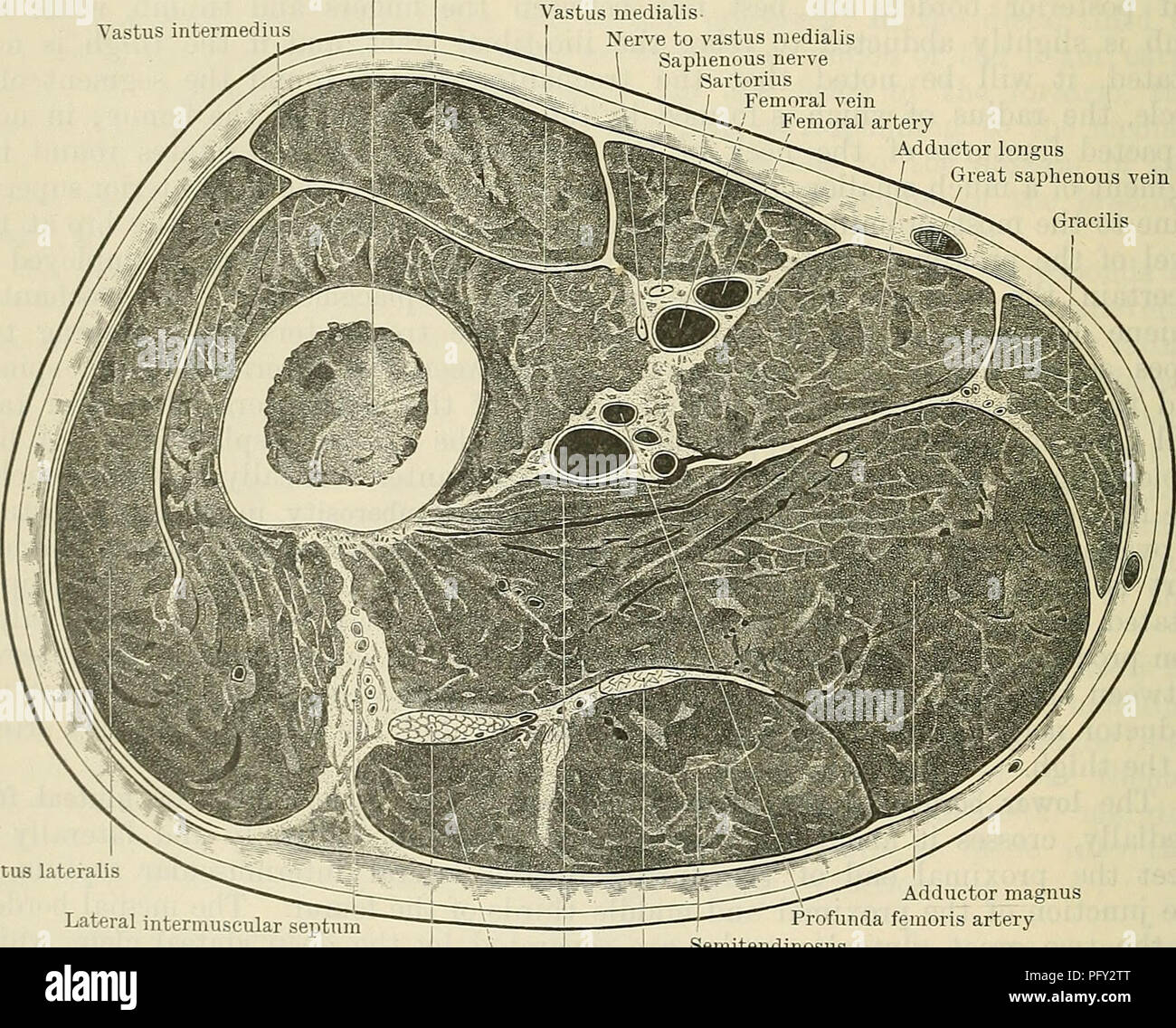 This section from Cunningham's anatomy textbook covers surface and ...