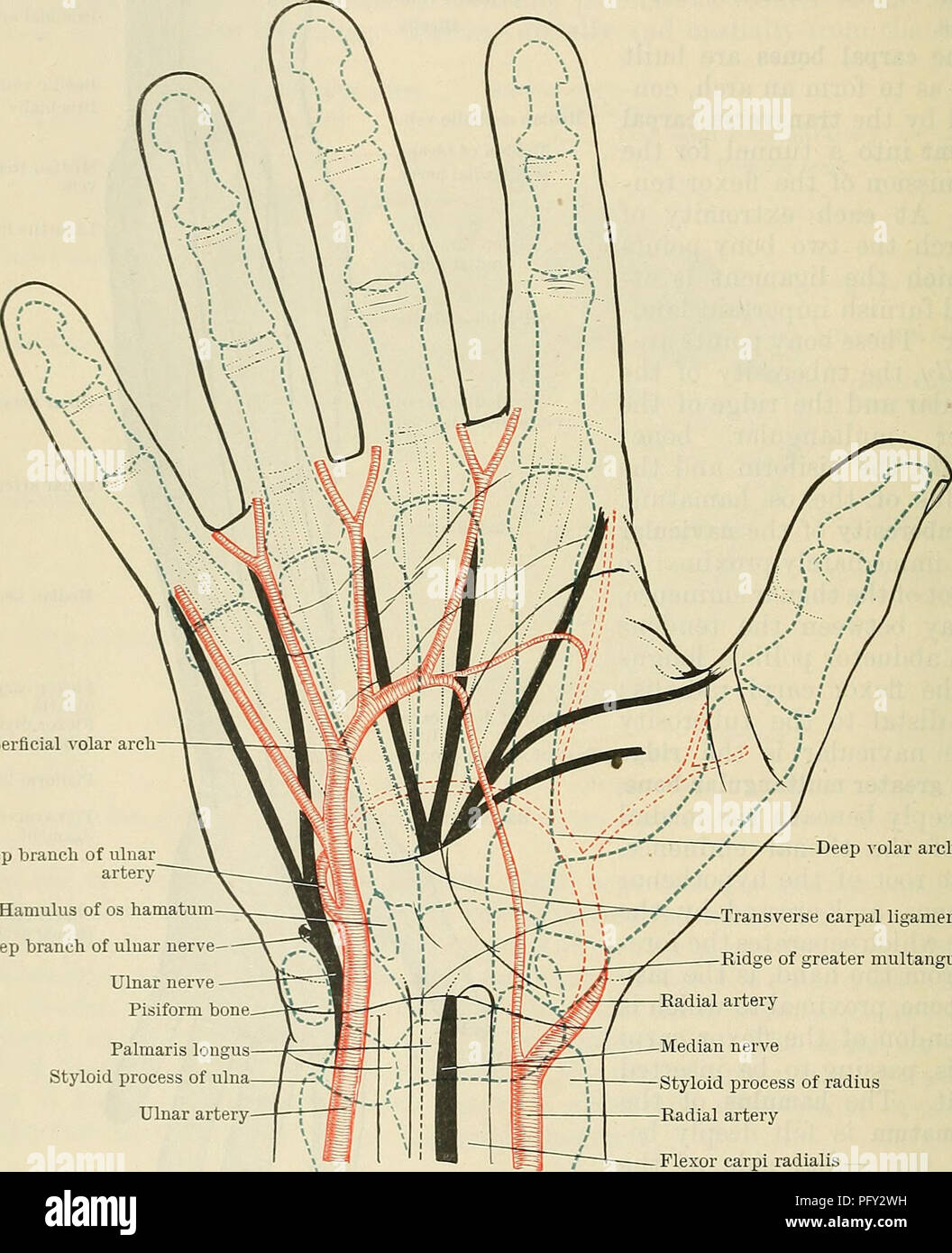 A detailed textbook on human anatomy, providing an in-depth look at surface and surgical anatomy ...