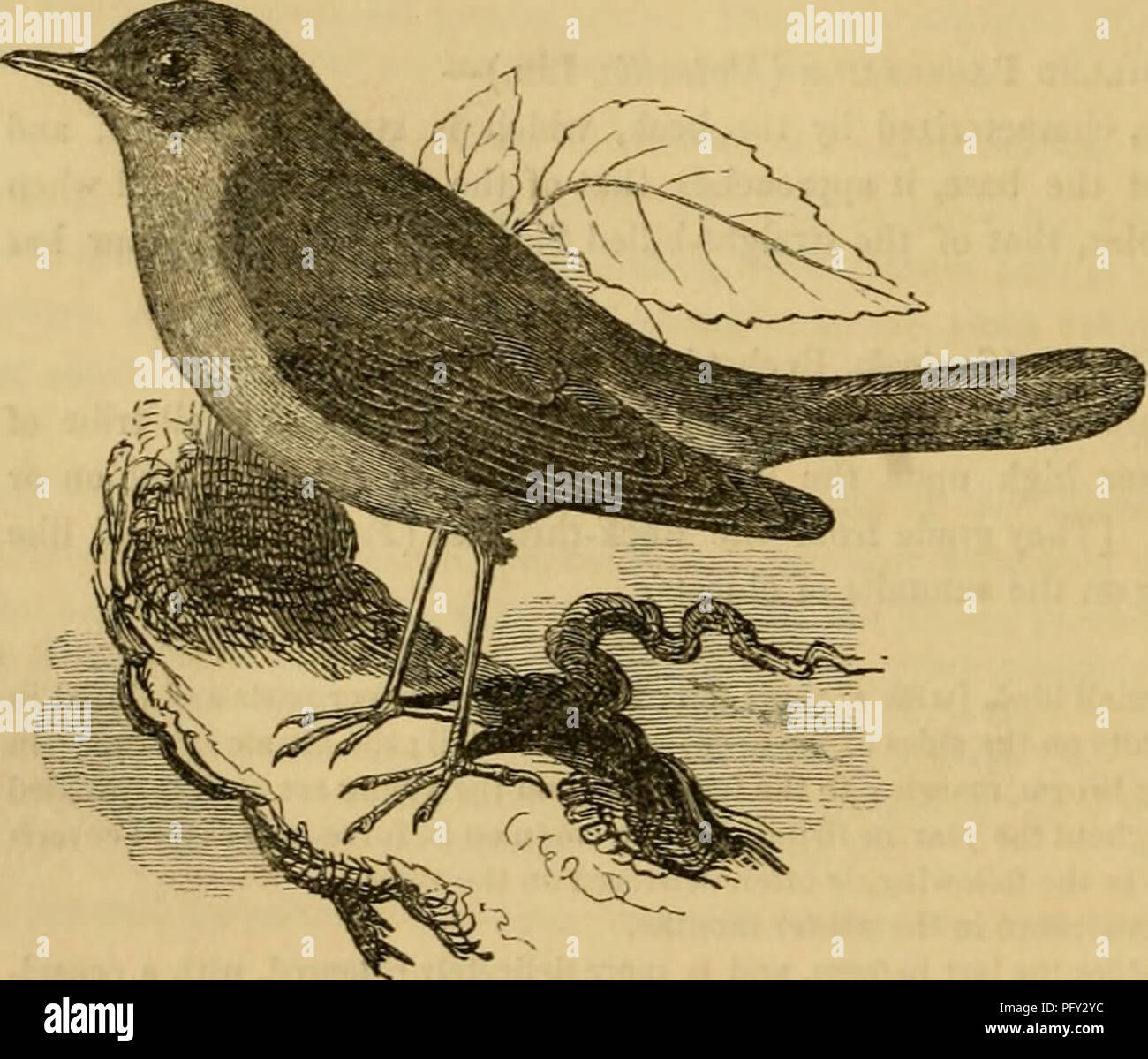 Cuvier's 'Animal Kingdom' categorizes animals according to their ...