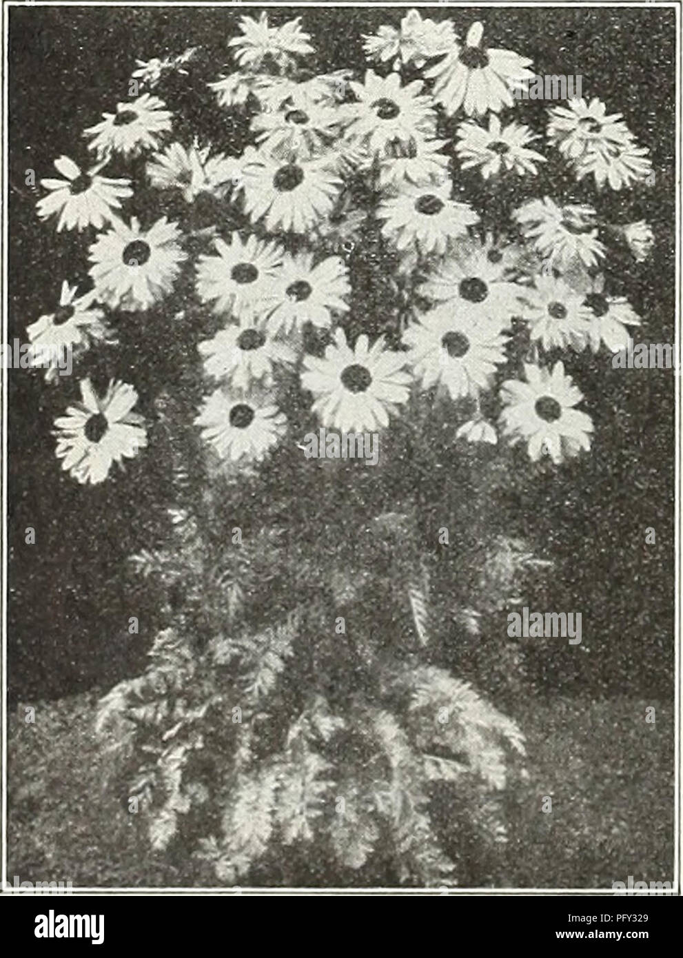 This 1931 gardening catalog features a wide range of flower and ...