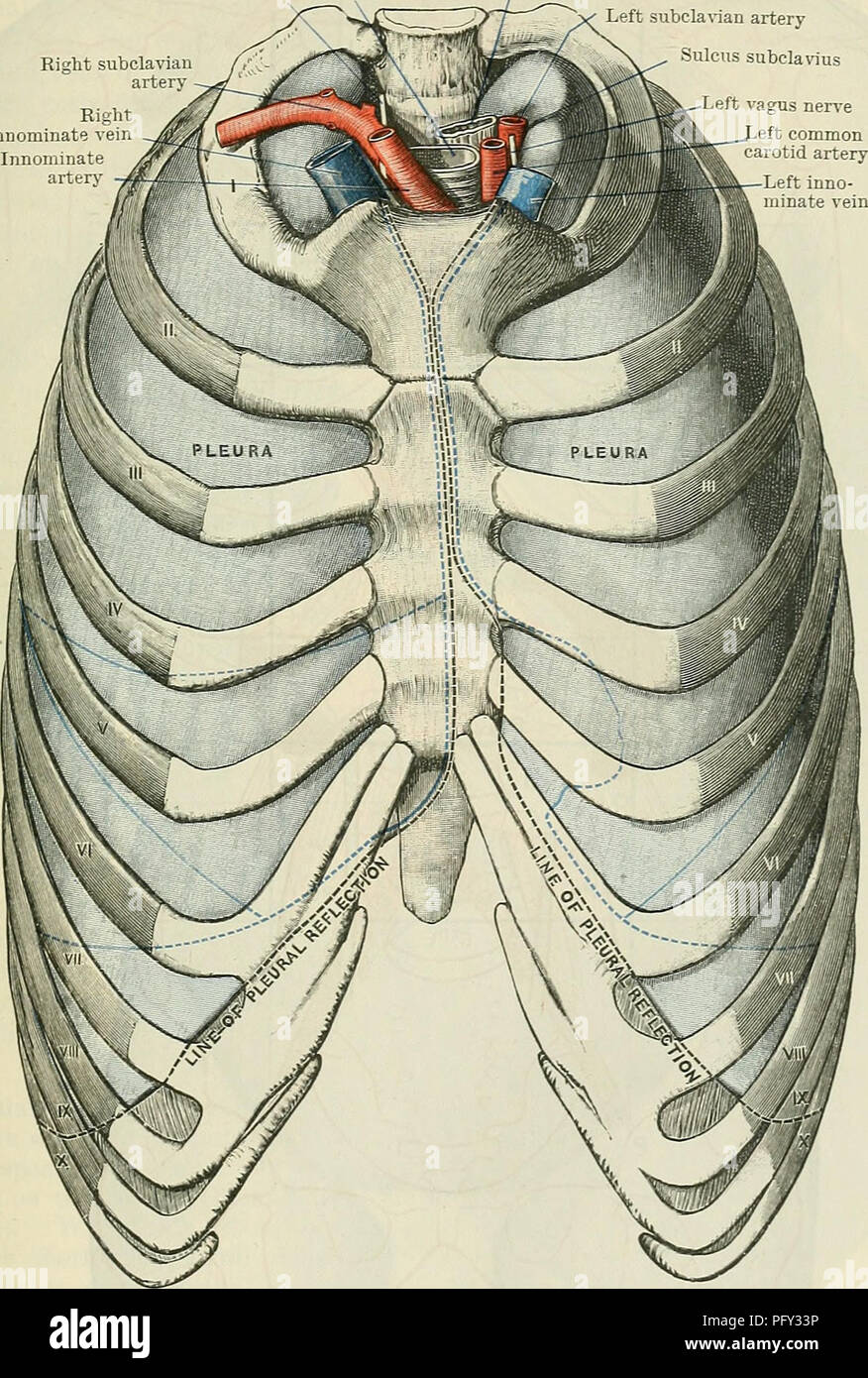 This section discusses the lungs and pleurae, providing detailed ...