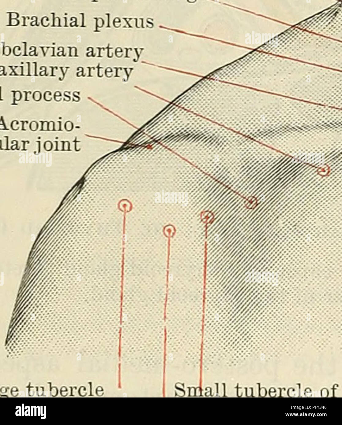 *Cunningham's Textbook of Anatomy* provides a detailed guide to surface ...