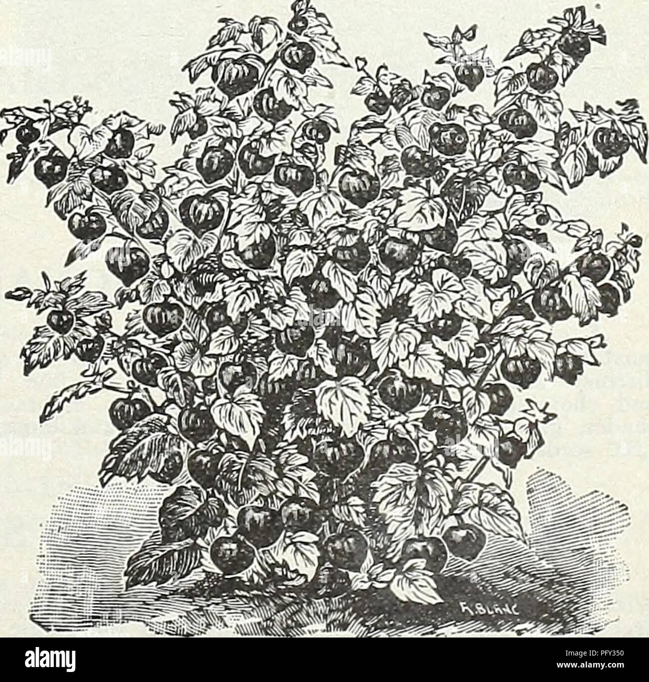 This gardening catalog from 1931 features a variety of ornamental ...