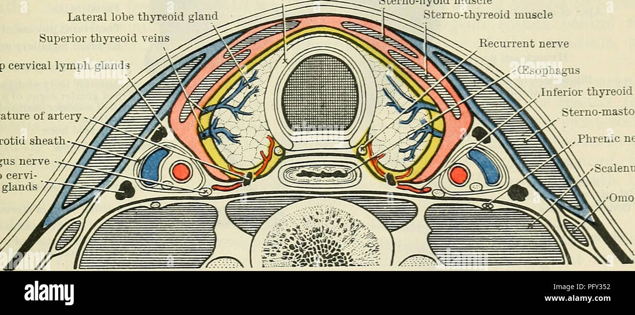 Cunningham's Text-book of Anatomy is a foundational work on human ...