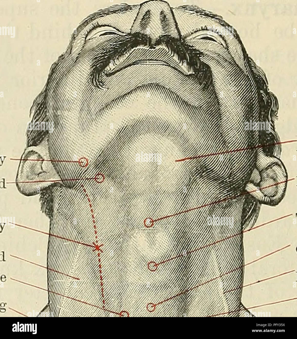 Pharynx muscle hi-res stock photography and images - Alamy