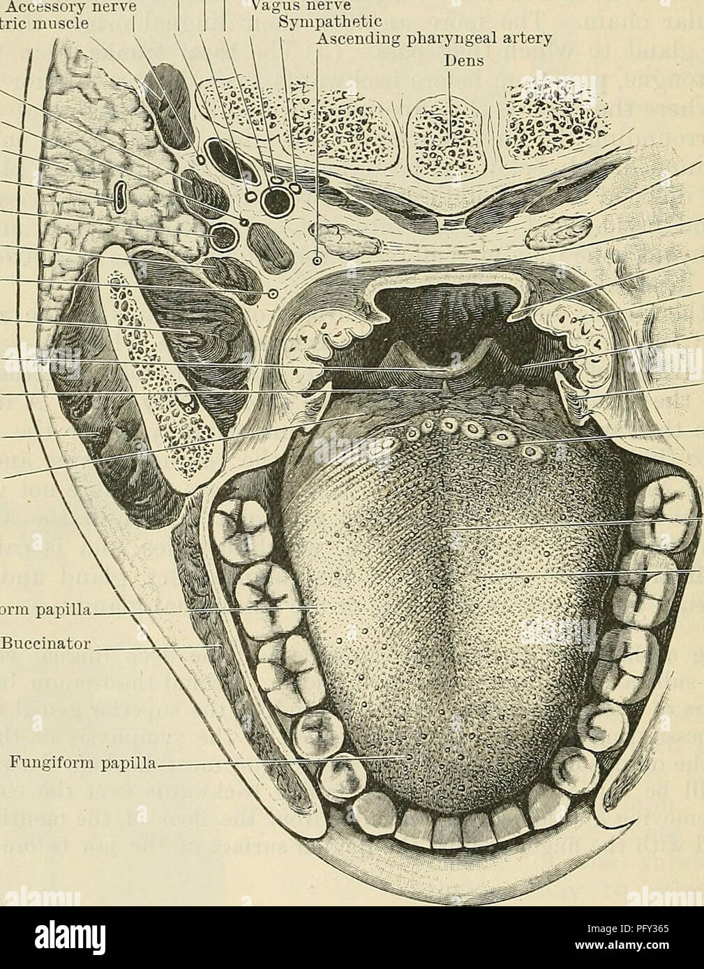 Lymphatic system of neck and head hi-res stock photography and images ...
