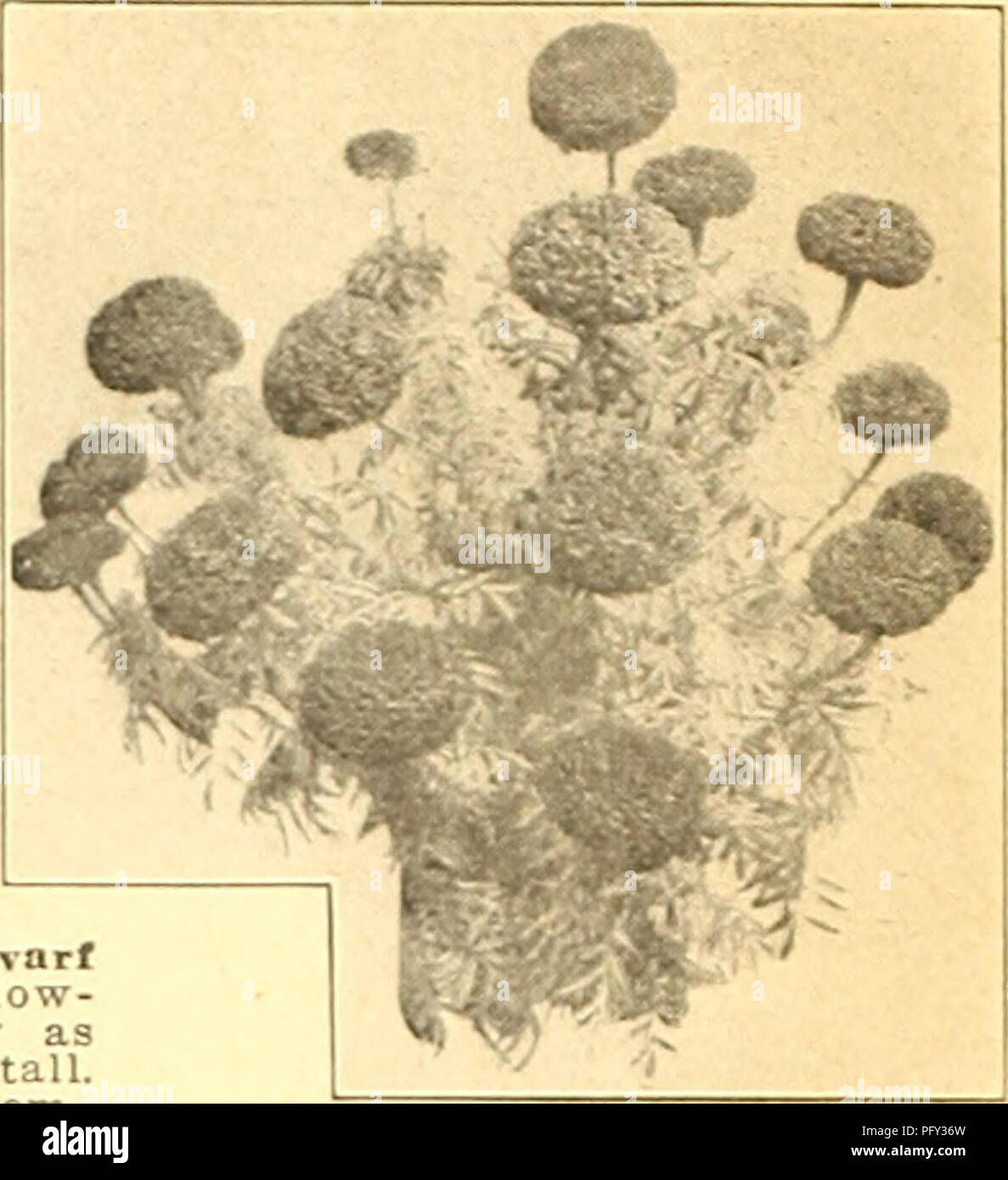 This annual catalog from Currie's farm and garden offers a variety of ...