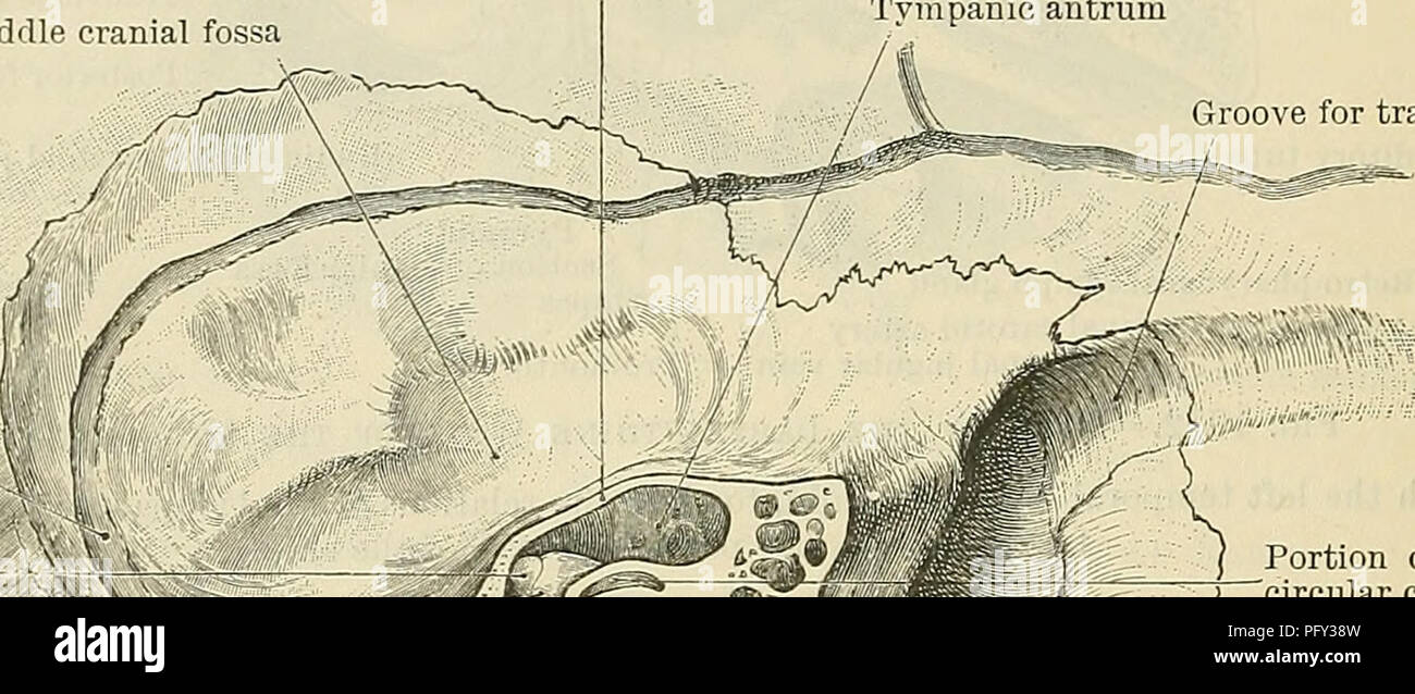 . Cunningham's Text-book of anatomy. Anatomy. 1368 SUKFACE AND SUEGICAL ...