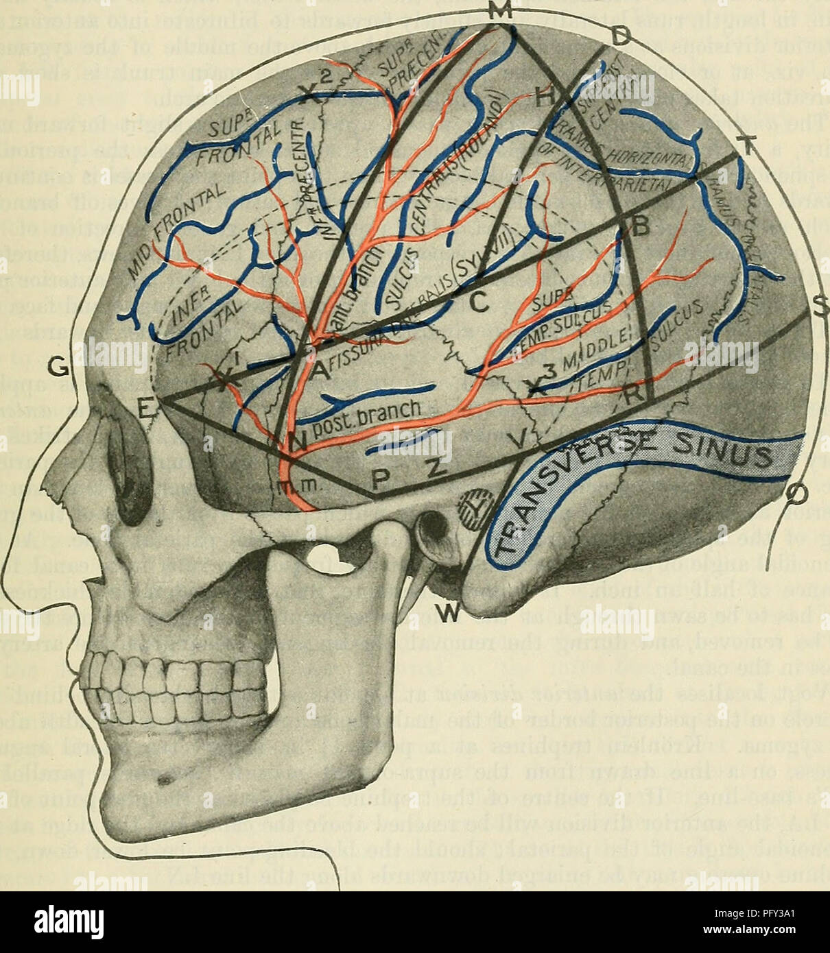 This textbook covers the anatomy of the brain and cranial structures ...