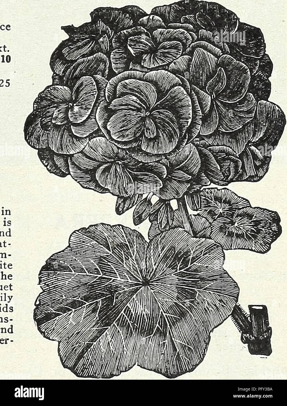 The *Gilia Capitata*, or Blue Thimble Flower, is a 2-foot tall ...