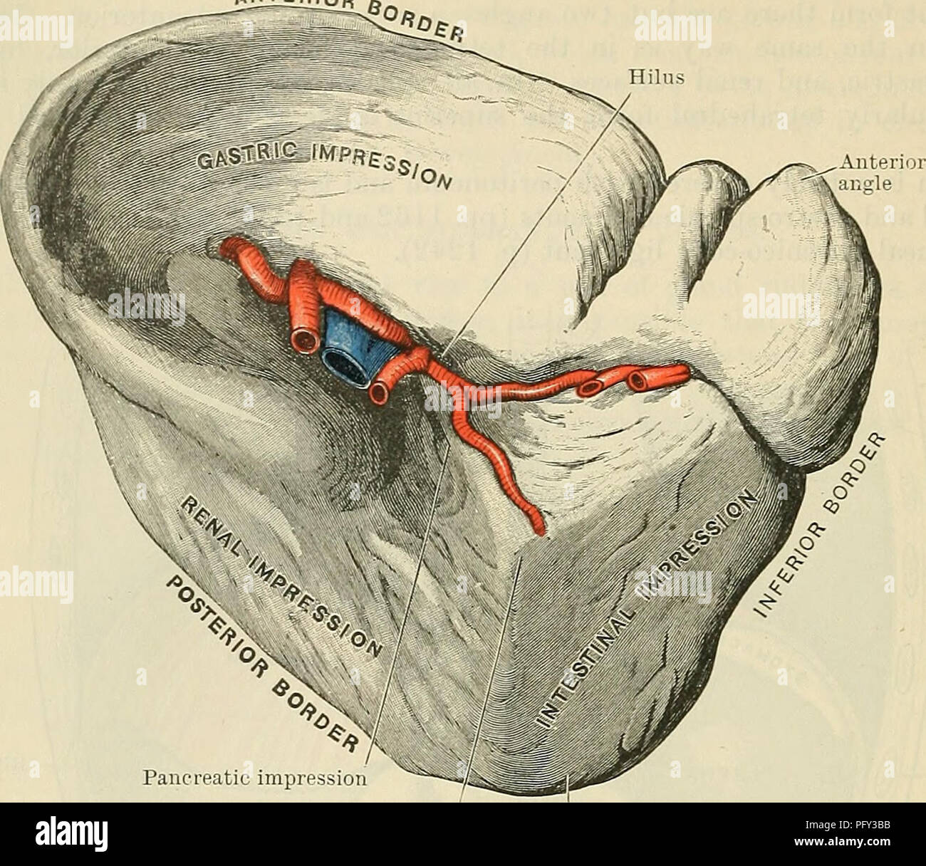 . Cunningham's Text-book of anatomy. Anatomy. 1354 THE DUCTLESS GLANDS ...