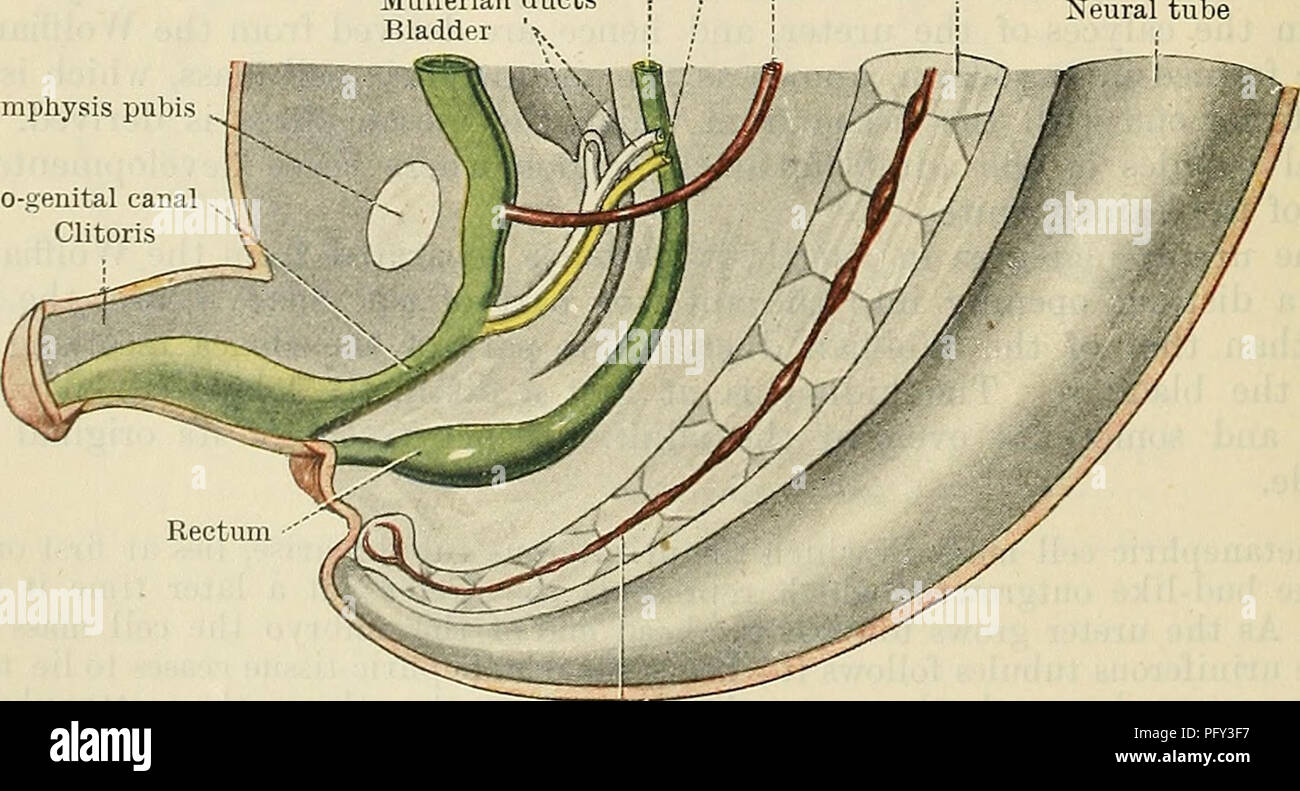 This anatomy textbook provides detailed illustrations and descriptions ...