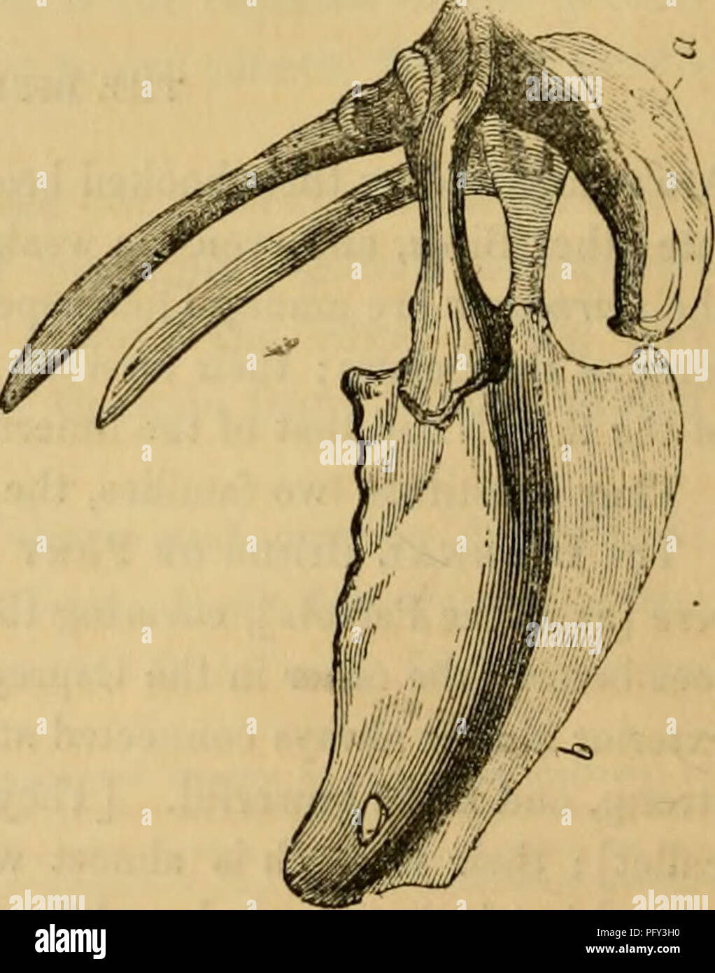 Cloaca animal hi-res stock photography and images - Alamy