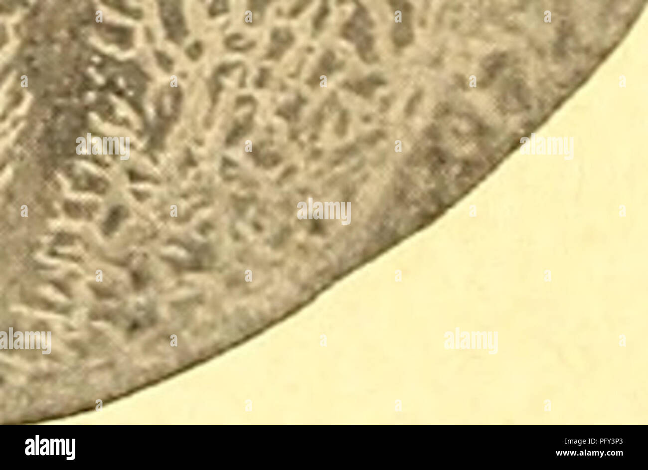 Arij hi-res stock photography and images - Alamy