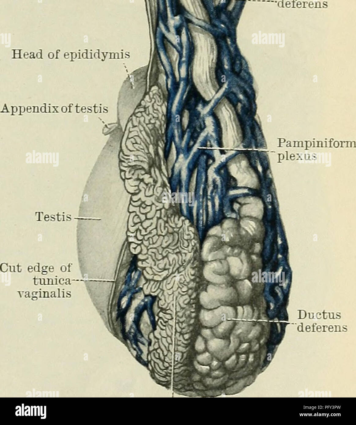 This anatomy textbook provides detailed diagrams and descriptions of ...