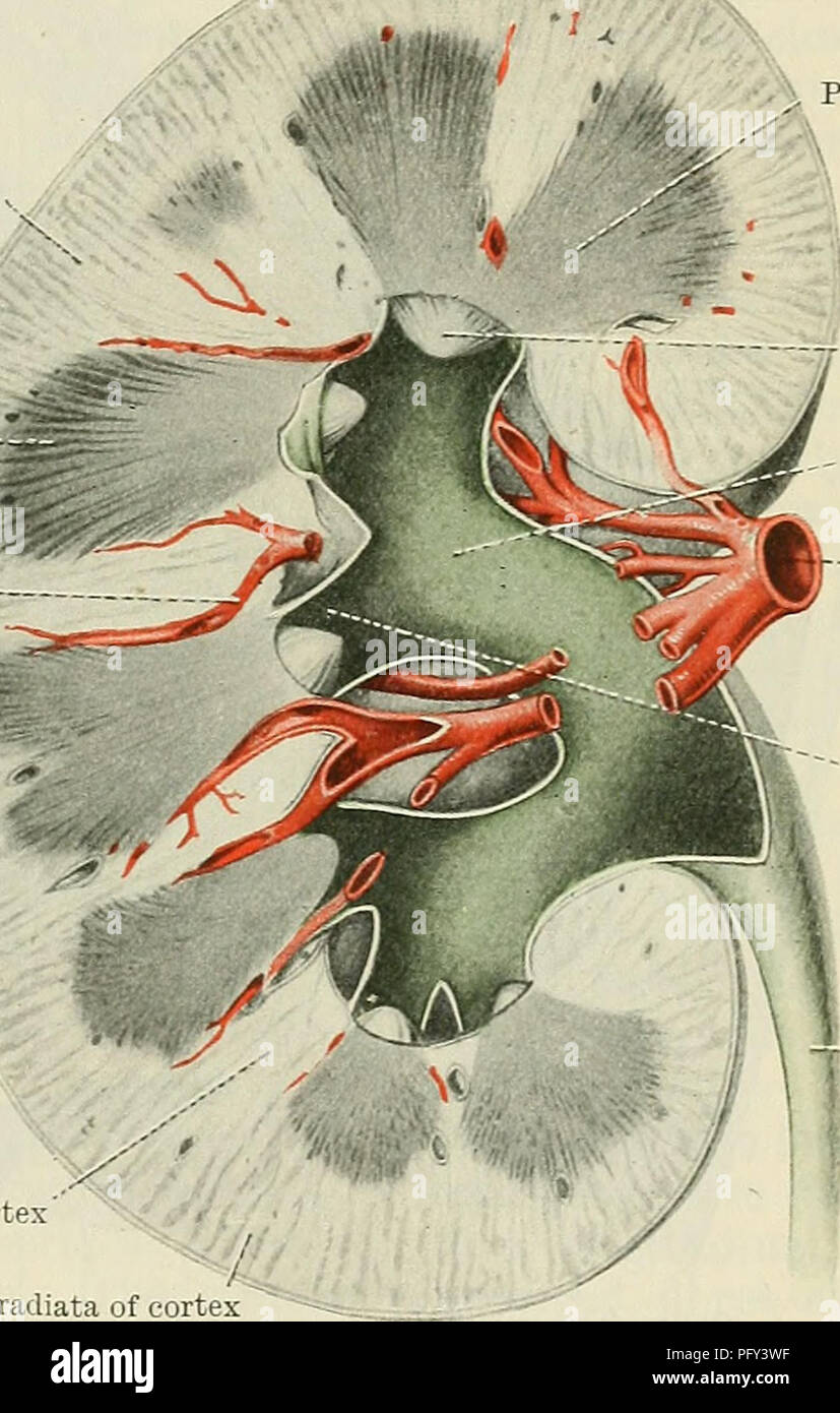 . Cunningham's Text-book of anatomy. Anatomy. THE DUCT OF THE KIDNEY ...