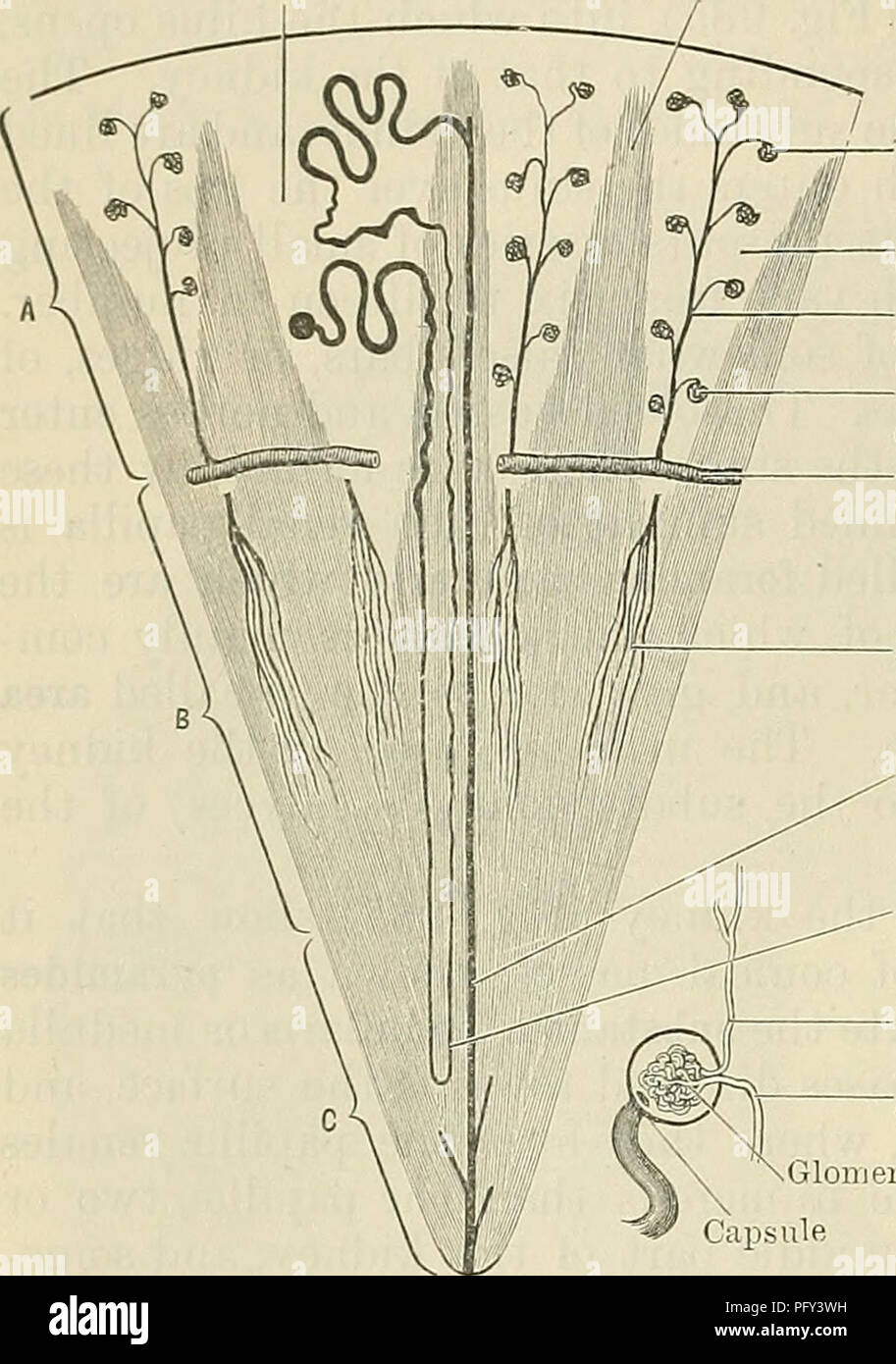 Complex physiological structures hi-res stock photography and images ...