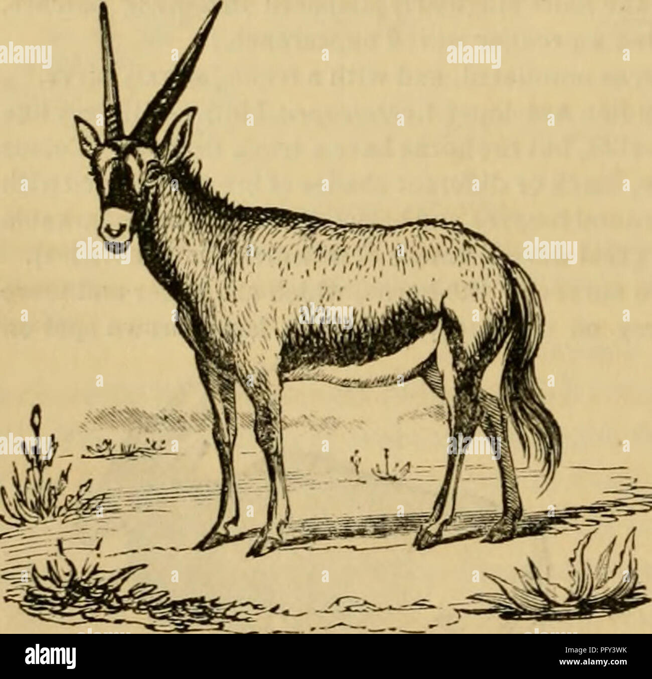 This illustration from Cuvier’s Animal Kingdom depicts the anatomy of a ...