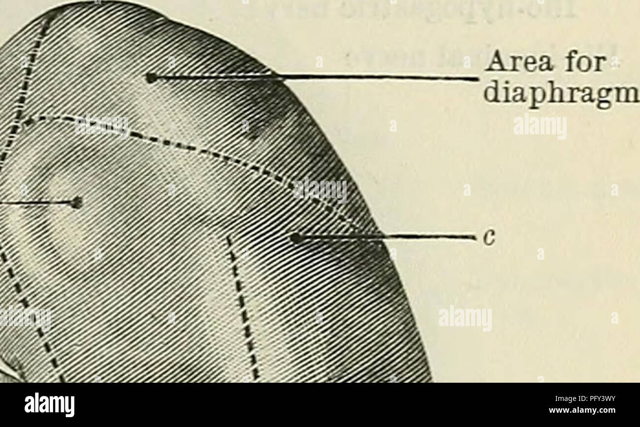 . Cunningham's Text-book of anatomy. Anatomy. Area for cms of ...