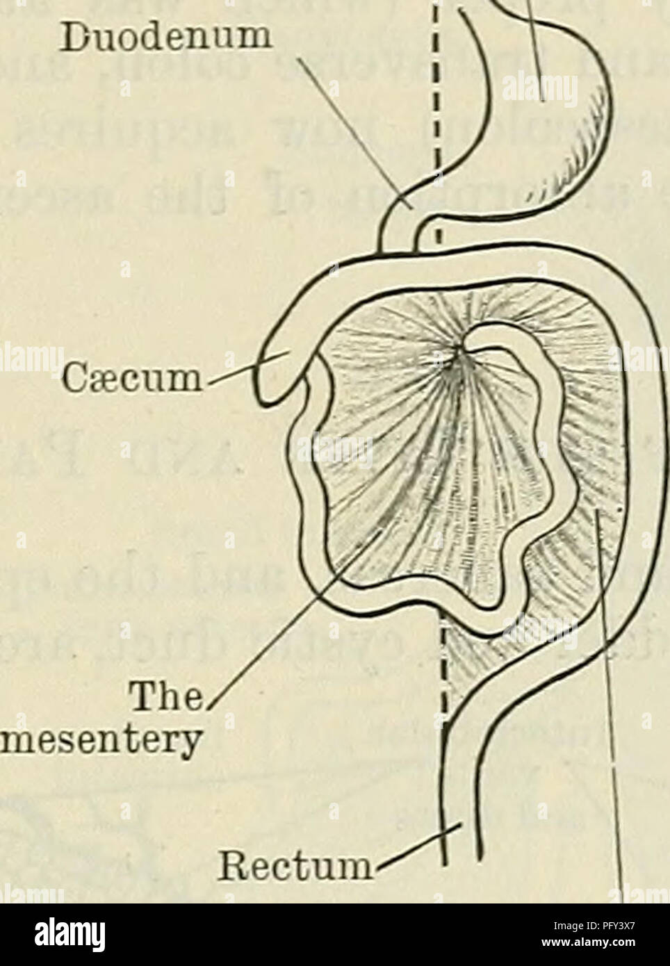 This textbook by Cunningham offers a detailed examination of human ...