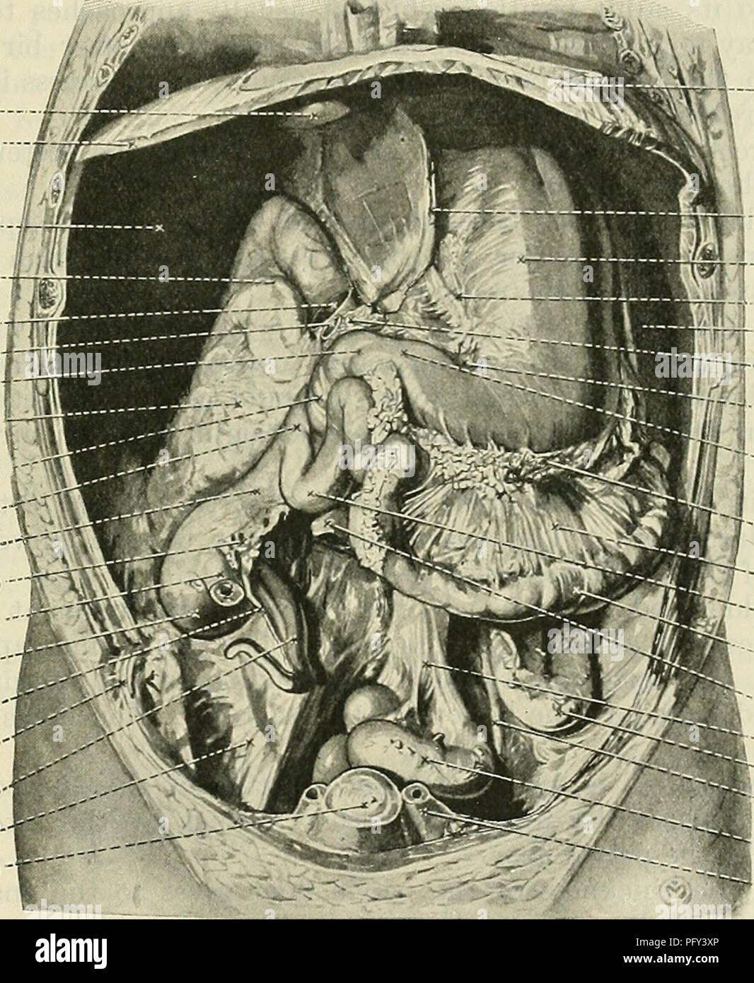 An anatomical illustration and description from Cunningham's Textbook ...
