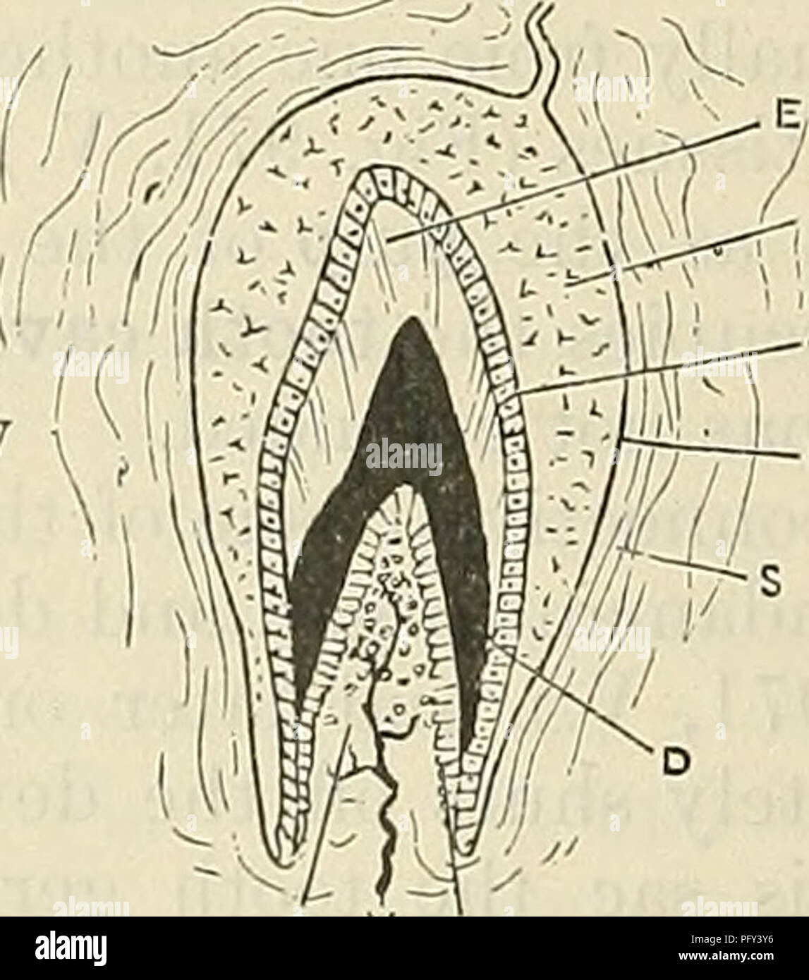 Dental papilla hi-res stock photography and images - Alamy
