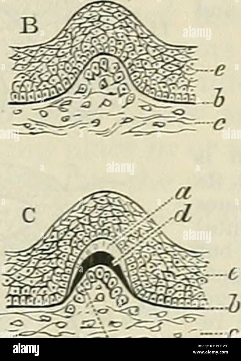 This textbook explains the developmental stages of human teeth ...
