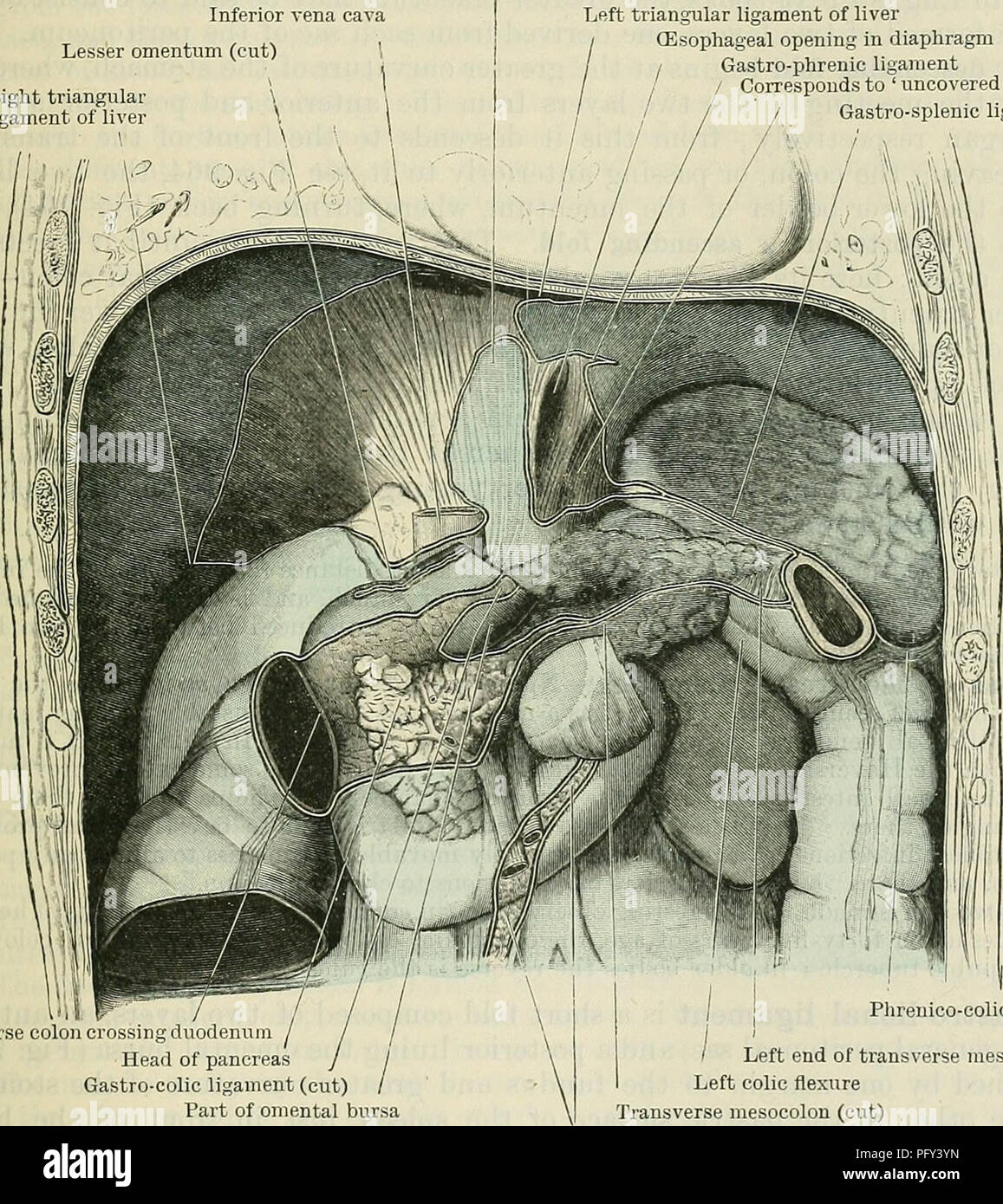 Transverse Colon Stock Photos & Transverse Colon Stock Images - Alamy