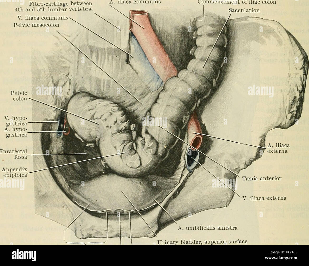 This anatomical illustration from *Cunningham's Text-book of Anatomy ...