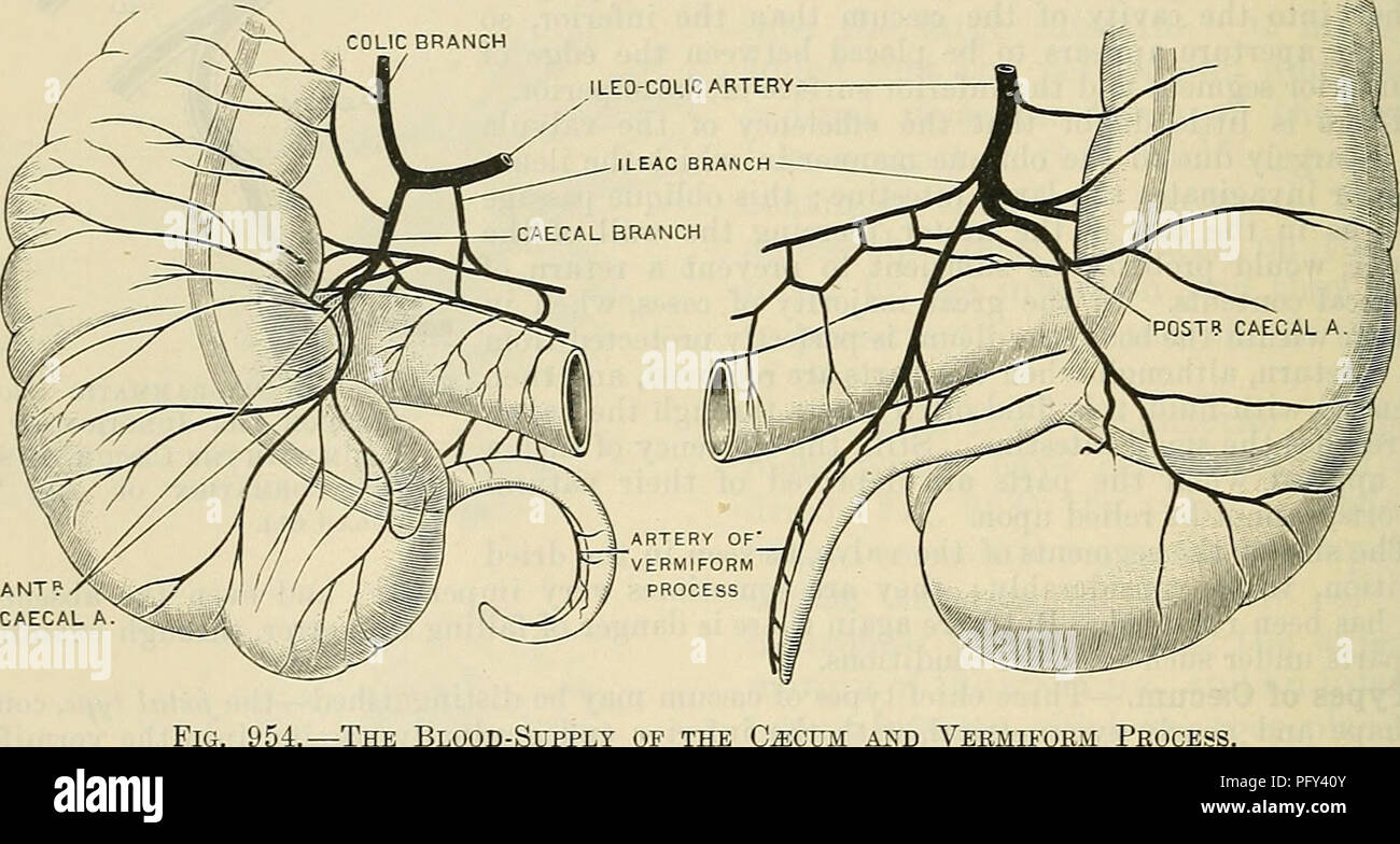 Caecum anatomy hi-res stock photography and images - Alamy