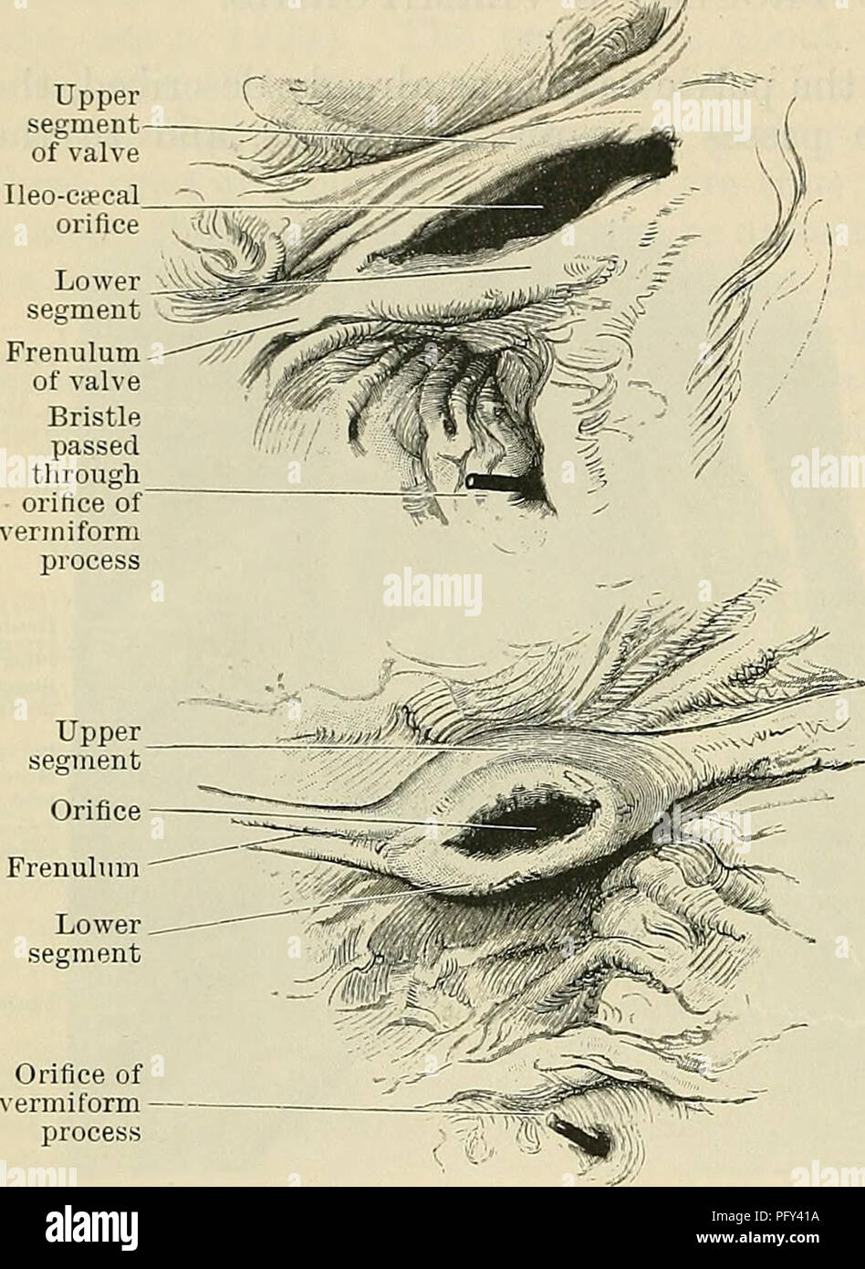Cunningham's Text-book of Anatomy provides detailed descriptions of ...