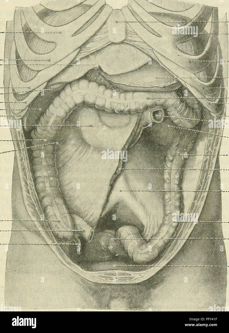 Posterior intestine hi-res stock photography and images - Alamy